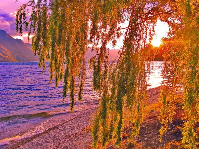What Sets Your Soul on Fire? A Reflection on Passion – Echoes of the Willow